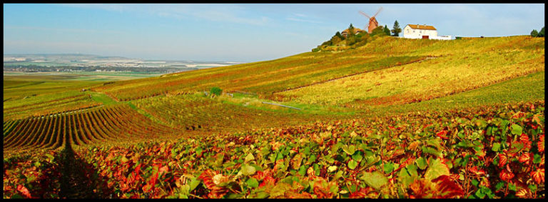 Le travail de la vigne en Champagne • Au Champagne